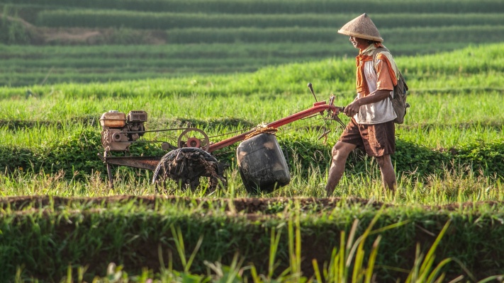 Pertanian Indonesia Bisa Lebih Maju dengan AI Generatif, seperti di India