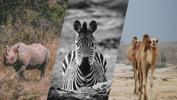 Ketika unicorn tak lagi relevan, apa model startup yang dilirik investor?