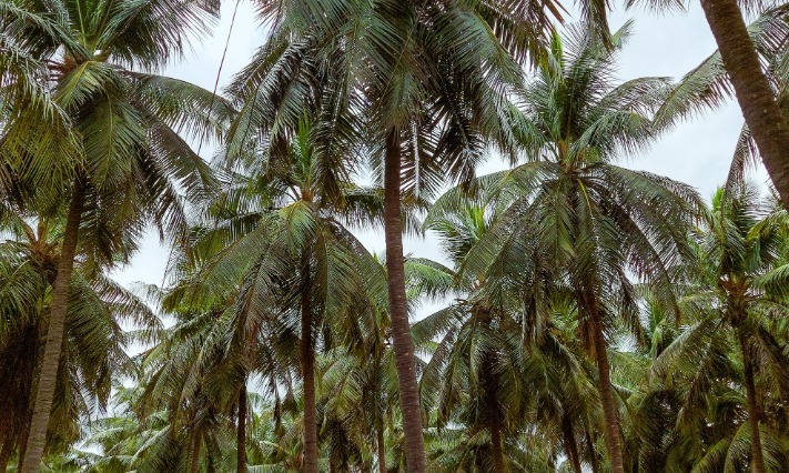 Teladan Prima Group selesaikan akuisisi Coal Dragon Mining Rp136 M